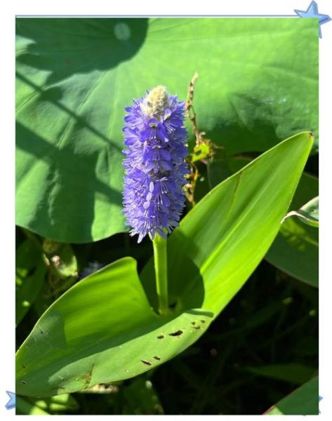 梭鱼草和再力花的区别_梭鱼草与再力花怎么区分-第3张图片-山城妙识 梭鱼草和再力花的区别_梭鱼草与再力花怎么区分-第3张图片-山城妙识