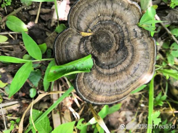 有毒野生灵芝图片大全_如何辨别毒灵芝-第1张图片-山城妙识 有毒野生灵芝图片大全_如何辨别毒灵芝-第1张图片-山城妙识