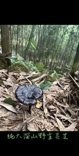 有毒野生灵芝图片大全_如何辨别毒灵芝-第3张图片-山城妙识 有毒野生灵芝图片大全_如何辨别毒灵芝-第3张图片-山城妙识