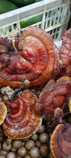 有毒野生灵芝图片大全_如何辨别毒灵芝-第2张图片-山城妙识 有毒野生灵芝图片大全_如何辨别毒灵芝-第2张图片-山城妙识