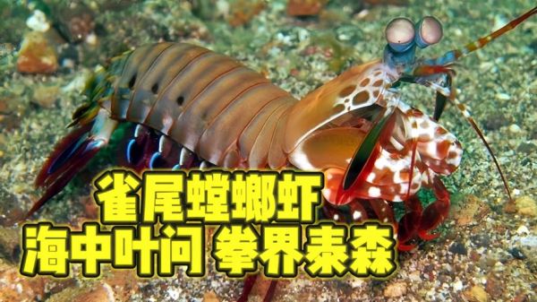 螳螂虾的威力有多大_一拳能击碎玻璃吗-第1张图片-山城妙识