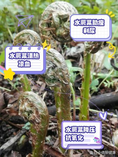 蕨菜的功效与作用_蕨菜的危害有哪些-第2张图片-山城妙识