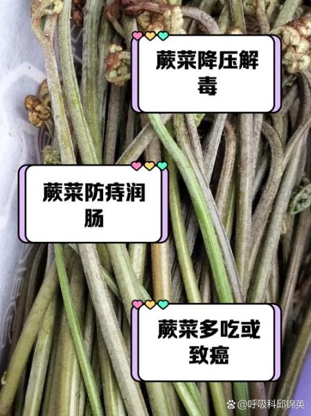 蕨菜的功效与作用_蕨菜的危害有哪些-第1张图片-山城妙识