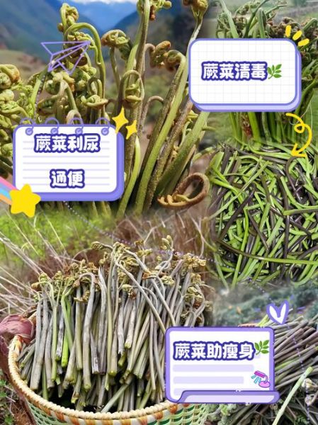 蕨菜的功效与作用_蕨菜的危害有哪些-第3张图片-山城妙识
