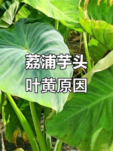 荔浦芋头叶子图片长什么样_如何辨别真假-第3张图片-山城妙识 荔浦芋头叶子图片长什么样_如何辨别真假-第3张图片-山城妙识