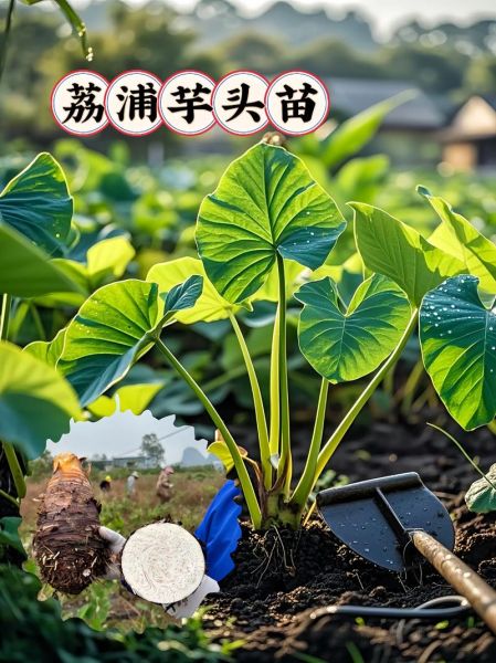 荔浦芋头叶子图片长什么样_如何辨别真假-第2张图片-山城妙识 荔浦芋头叶子图片长什么样_如何辨别真假-第2张图片-山城妙识