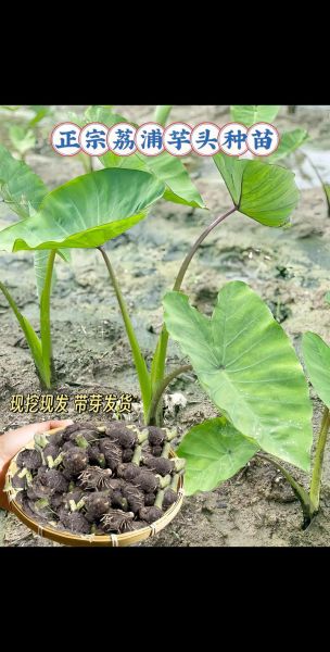 荔浦芋头叶子图片长什么样_如何辨别真假-第1张图片-山城妙识 荔浦芋头叶子图片长什么样_如何辨别真假-第1张图片-山城妙识