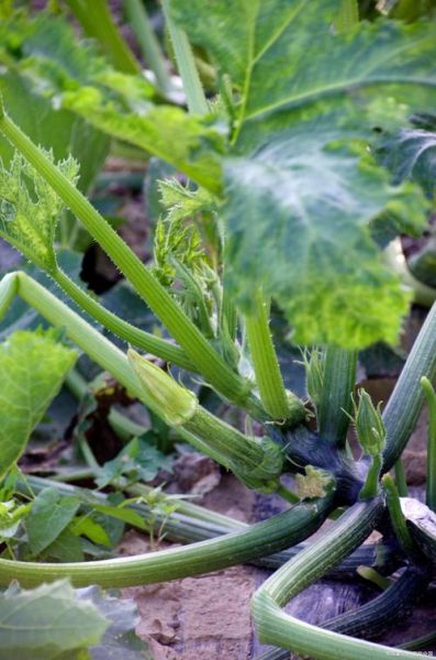 西葫芦有毒是真的吗_吃西葫芦会中毒吗-第3张图片-山城妙识 西葫芦有毒是真的吗_吃西葫芦会中毒吗-第3张图片-山城妙识