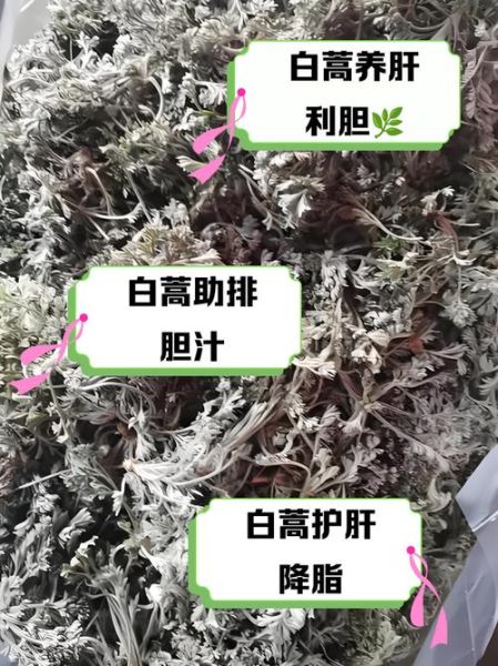 白蒿的功效与作用_白蒿的别名有哪些-第2张图片-山城妙识