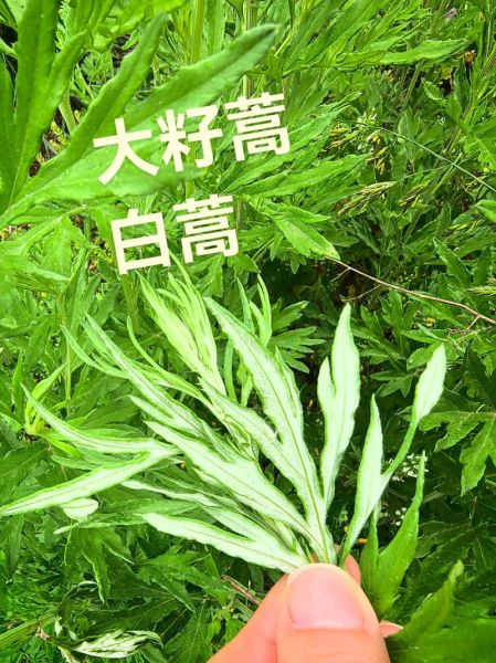 白蒿的功效与作用_白蒿的别名有哪些-第1张图片-山城妙识