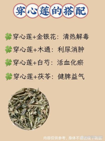 穿心莲片副作用有哪些_吃前必须知道的禁忌-第2张图片-山城妙识