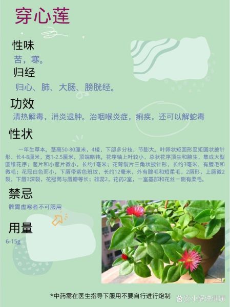 穿心莲片副作用有哪些_吃前必须知道的禁忌-第3张图片-山城妙识