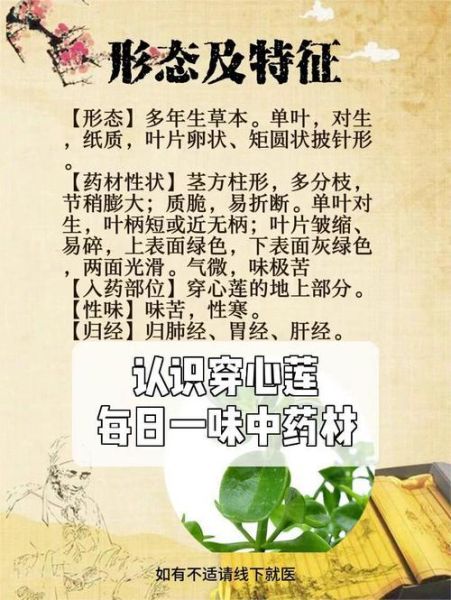 穿心莲片副作用有哪些_吃前必须知道的禁忌-第1张图片-山城妙识