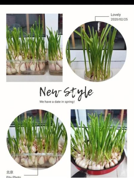 蒜苗怎么保存_蒜苗种植技巧-第3张图片-山城妙识