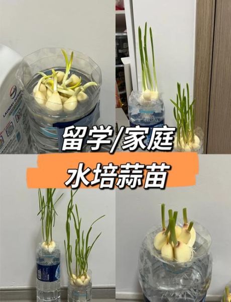 蒜苗怎么保存_蒜苗种植技巧-第1张图片-山城妙识