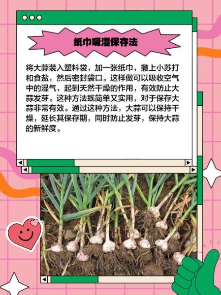 蒜苗怎么保存_蒜苗种植技巧-第2张图片-山城妙识