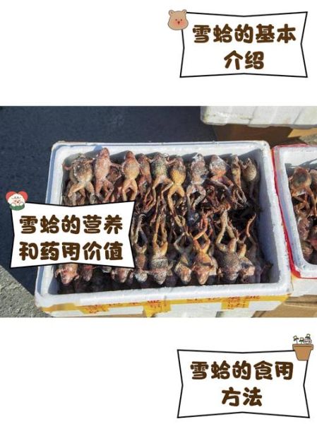 东北雪蛤多少钱一斤_正宗雪蛤价格行情-第1张图片-山城妙识