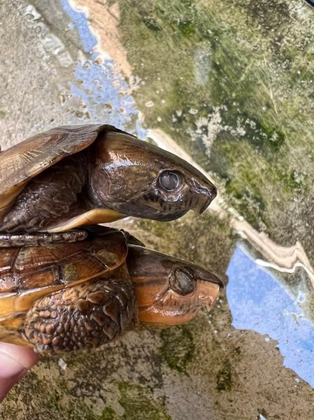 鹰嘴龟能长多大_鹰嘴龟最大能长多少厘米-第2张图片-山城妙识 鹰嘴龟能长多大_鹰嘴龟最大能长多少厘米-第2张图片-山城妙识