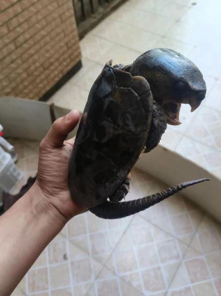 鹰嘴龟能长多大_鹰嘴龟最大能长多少厘米-第1张图片-山城妙识 鹰嘴龟能长多大_鹰嘴龟最大能长多少厘米-第1张图片-山城妙识