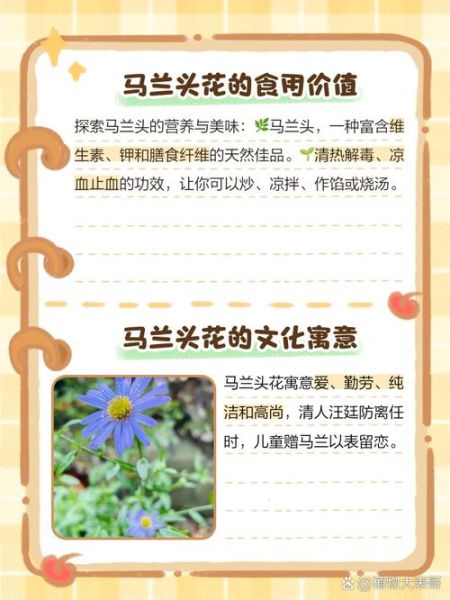 马兰头花能吃吗_马兰头花有什么功效-第2张图片-山城妙识