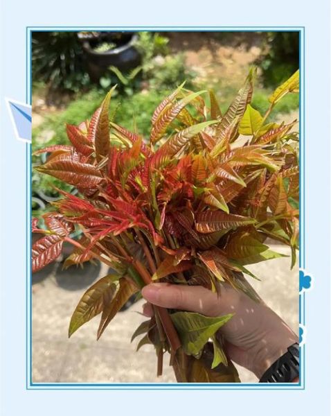 香椿芽怎么腌制最好吃_香椿芽腌制方法大全-第2张图片-山城妙识