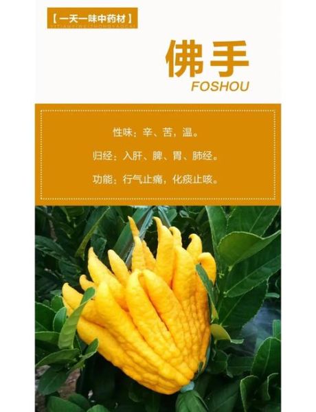 佛手功效与作用_佛手主治哪些疾病-第2张图片-山城妙识
