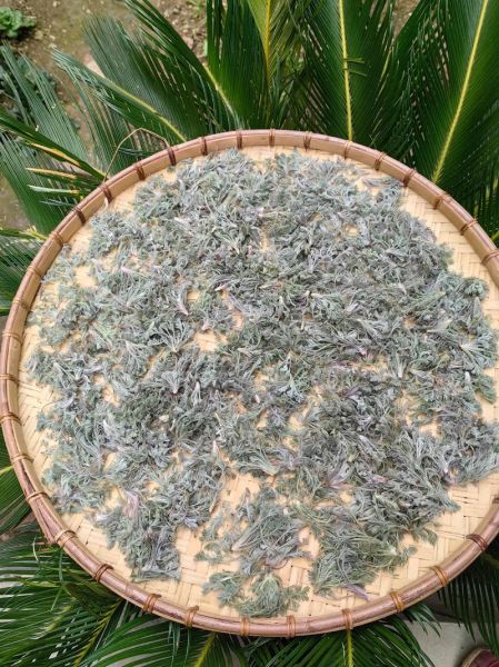 茵陈茶副作用有哪些_茵陈茶长期喝安全吗-第3张图片-山城妙识