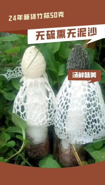 新鲜竹荪多少钱一斤_竹荪价格行情-第2张图片-山城妙识