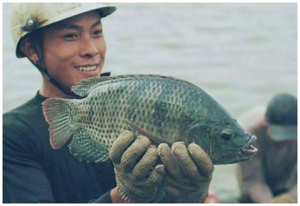 非洲鲫鱼刺多吗_非洲鲫鱼适合孩子吃吗-第1张图片-山城妙识 非洲鲫鱼刺多吗_非洲鲫鱼适合孩子吃吗-第1张图片-山城妙识