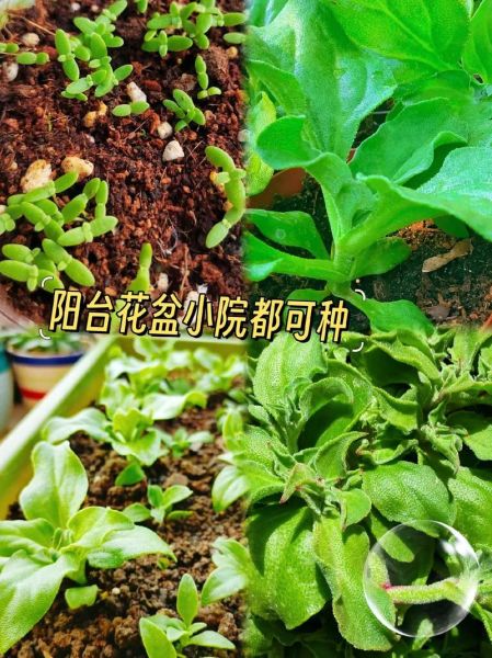 冰草种子多少钱一斤_冰草种子价格行情-第1张图片-山城妙识