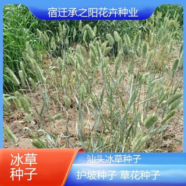 冰草种子多少钱一斤_冰草种子价格行情-第2张图片-山城妙识