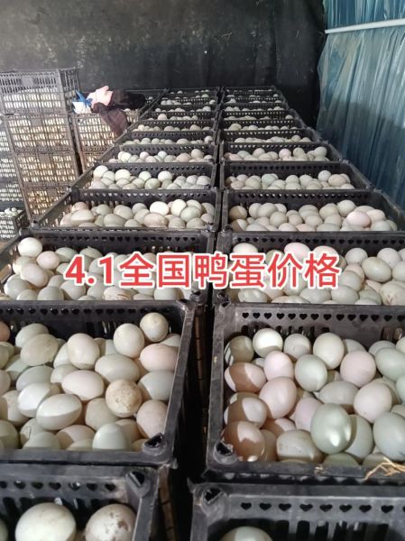 鸭蛋价格今日价全国_今日鸭蛋多少钱一斤-第1张图片-山城妙识
