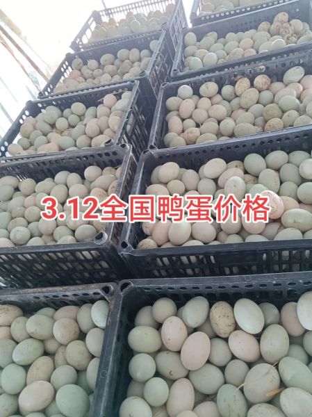 鸭蛋价格今日价全国_今日鸭蛋多少钱一斤-第2张图片-山城妙识