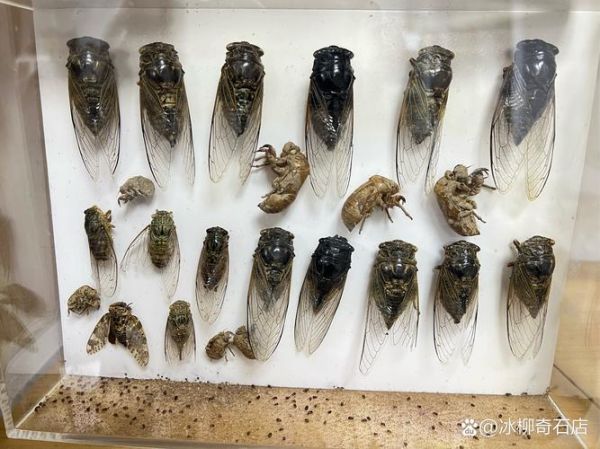 知了怎么养殖_知了养殖赚钱吗-第1张图片-山城妙识