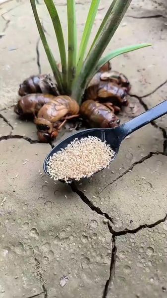 知了怎么养殖_知了养殖赚钱吗-第2张图片-山城妙识