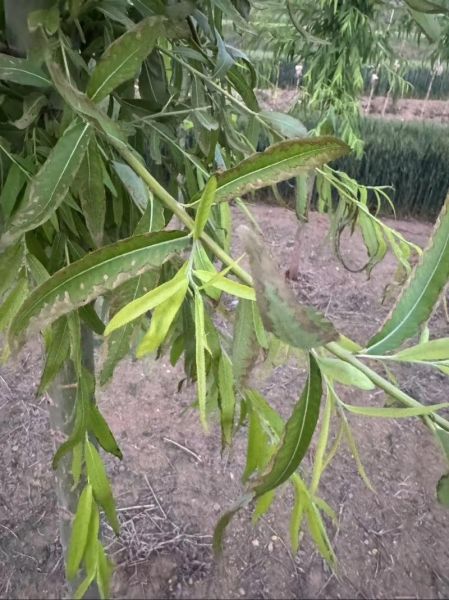 知了怎么养殖_知了养殖赚钱吗-第3张图片-山城妙识