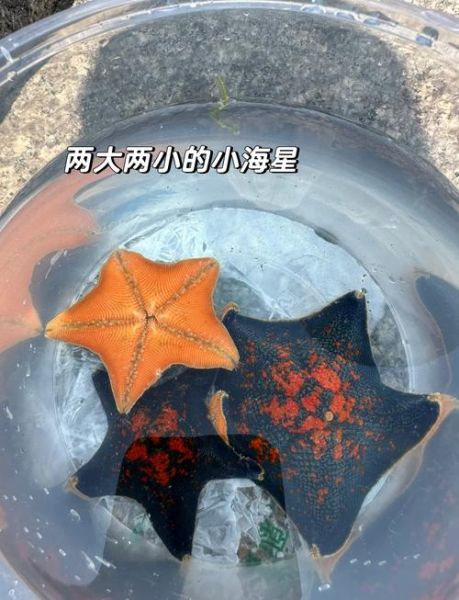 海星的功效与作用_海星的禁忌有哪些-第3张图片-山城妙识