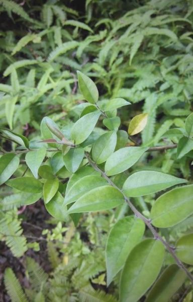 毛冬青的功效与作用_毛冬青可以长期喝吗-第3张图片-山城妙识 毛冬青的功效与作用_毛冬青可以长期喝吗-第3张图片-山城妙识