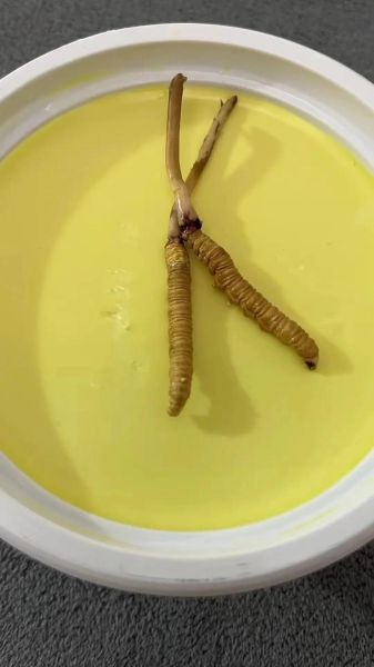 冬虫夏草怎么吃效果最好_冬虫夏草食用最佳方法-第2张图片-山城妙识 冬虫夏草怎么吃效果最好_冬虫夏草食用最佳方法-第2张图片-山城妙识