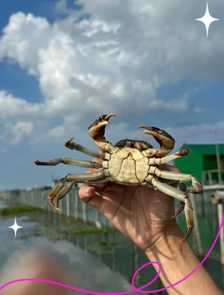 阳澄湖大闸蟹哪里的才最正宗_正宗产地怎么辨别-第2张图片-山城妙识