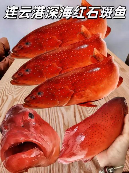 深海石斑鱼多少钱一斤2020_2020年价格走势-第2张图片-山城妙识 深海石斑鱼多少钱一斤2020_2020年价格走势-第2张图片-山城妙识