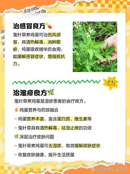 鬼针草的功效与作用_鬼针草能治哪些病-第1张图片-山城妙识