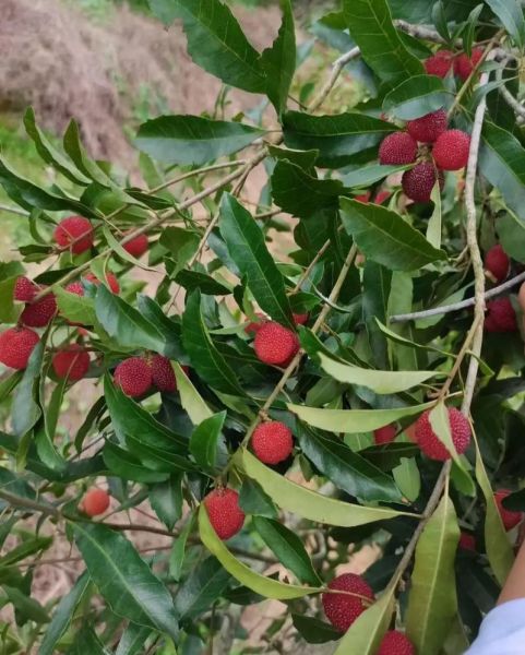 杨梅什么时候成熟_杨梅几月份采摘最好-第1张图片-山城妙识