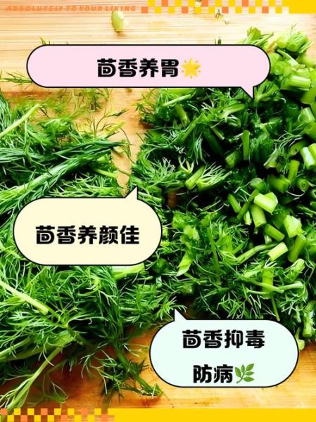 茴香菜的功效与作用_茴香菜的禁忌症有哪些-第1张图片-山城妙识
