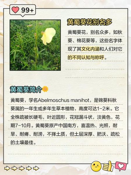 黄蜀葵花功效与副作用_适合哪些人吃-第2张图片-山城妙识 黄蜀葵花功效与副作用_适合哪些人吃-第2张图片-山城妙识