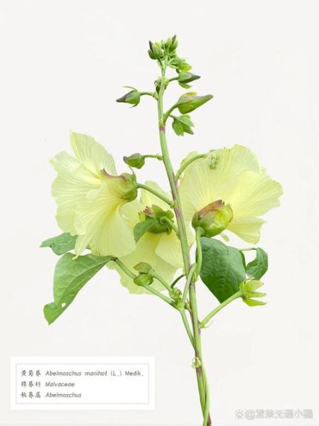 黄蜀葵花功效与副作用_适合哪些人吃-第3张图片-山城妙识 黄蜀葵花功效与副作用_适合哪些人吃-第3张图片-山城妙识