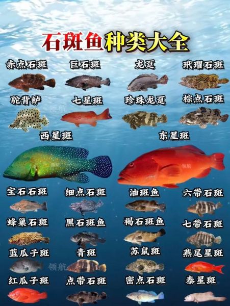 石斑鱼品种图片大全_石斑鱼种类怎么区分-第1张图片-山城妙识