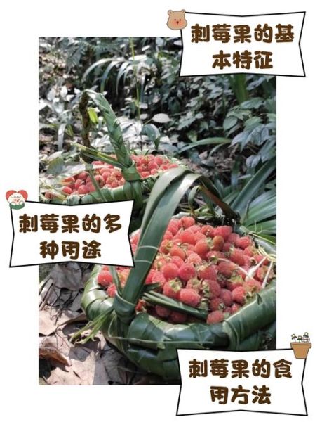野刺莓可以吃吗_野刺莓的功效与作用-第1张图片-山城妙识