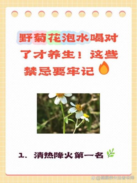 野菊花可以泡水喝吗_野菊花的功效与作用-第1张图片-山城妙识