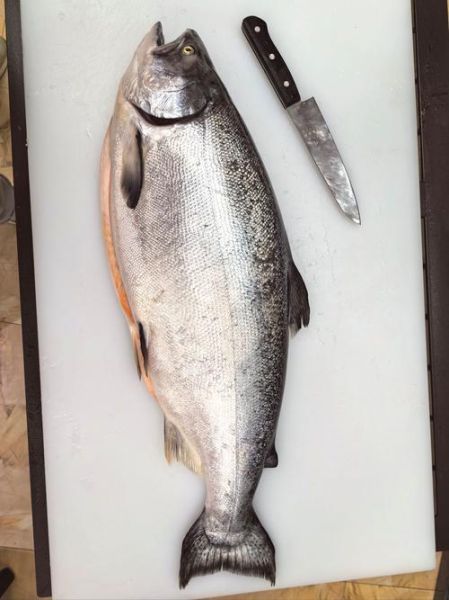 鲑鱼价格多少钱一斤_鲑鱼价格为何波动大-第3张图片-山城妙识